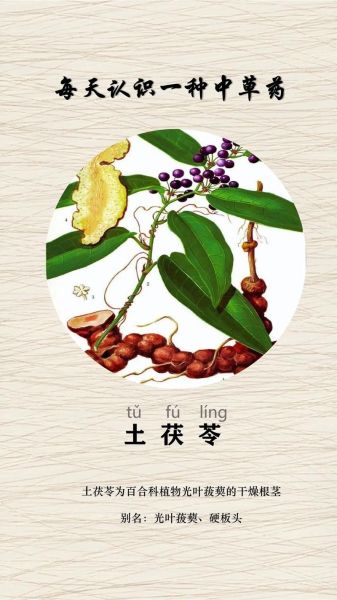 新鲜土茯苓的功效与作用_土茯苓怎么煲汤祛湿-第3张图片-山城妙识