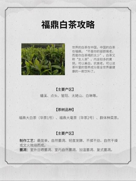 白茶有哪些功效_白茶适合什么人喝-第2张图片-山城妙识