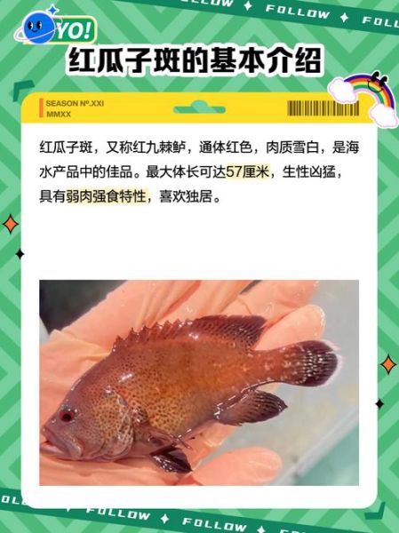 小红斑鱼的营养价值_孕妇能吃小红斑鱼吗-第1张图片-山城妙识