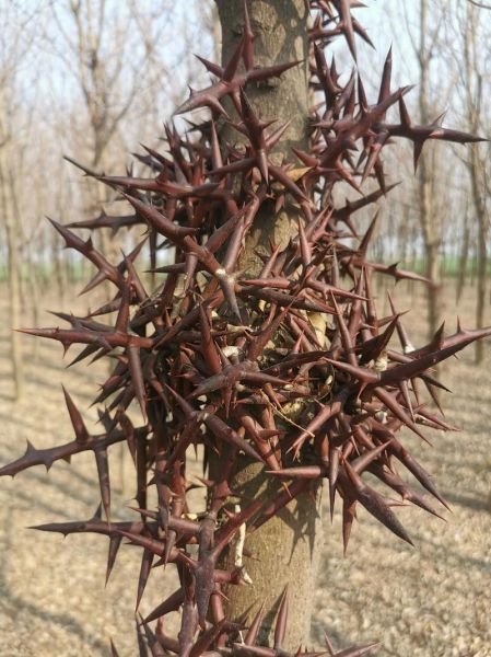 皂角刺的功效与作用_皂角刺的食用方法-第1张图片-山城妙识