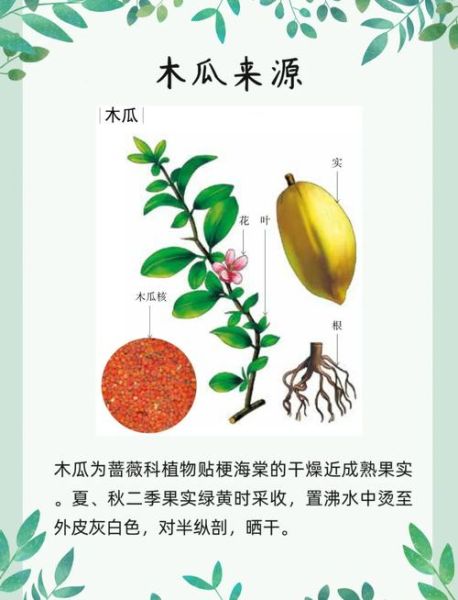 木瓜籽的功效与作用_木瓜籽怎么吃-第2张图片-山城妙识