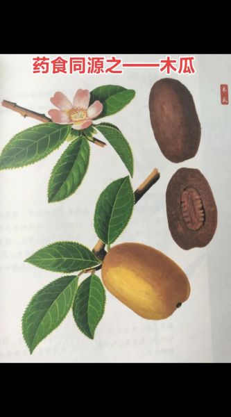 木瓜籽的功效与作用_木瓜籽怎么吃-第3张图片-山城妙识