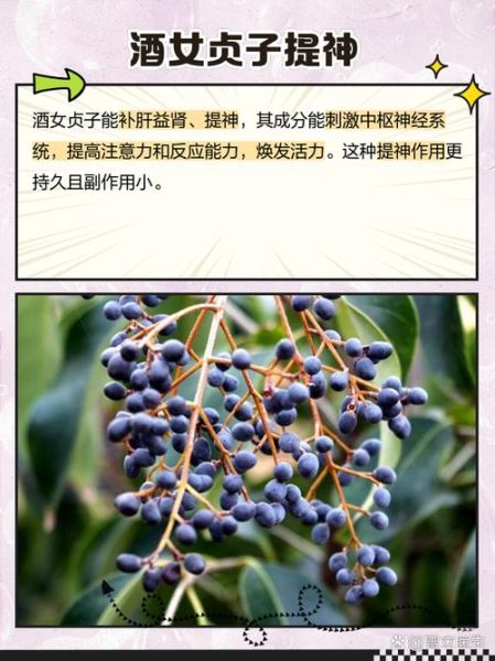 酒女贞子的功效与作用_酒女贞子怎么食用-第2张图片-山城妙识 酒女贞子的功效与作用_酒女贞子怎么食用-第2张图片-山城妙识