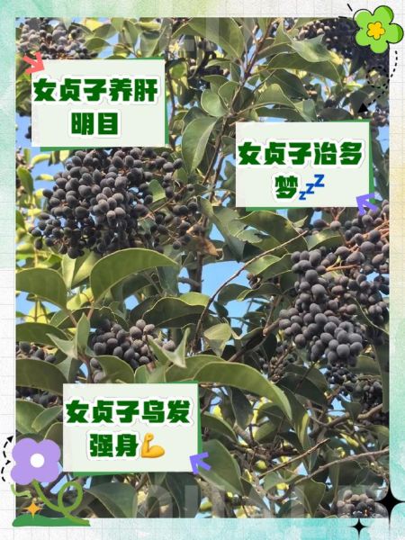 酒女贞子的功效与作用_酒女贞子怎么食用-第3张图片-山城妙识 酒女贞子的功效与作用_酒女贞子怎么食用-第3张图片-山城妙识