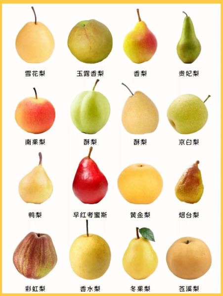 梨的种类有哪些_哪种梨最好吃-第1张图片-山城妙识 梨的种类有哪些_哪种梨最好吃-第1张图片-山城妙识