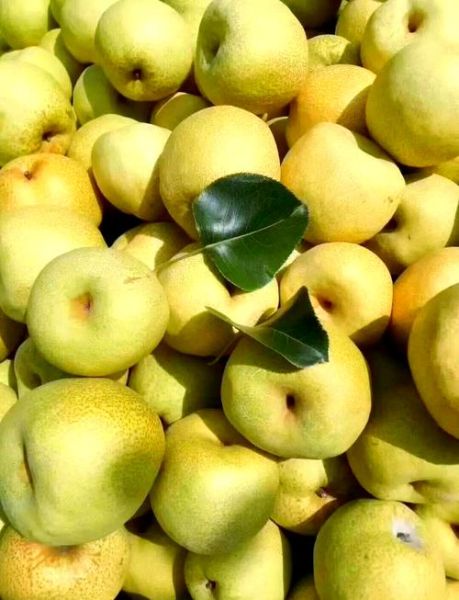 梨的种类有哪些_哪种梨最好吃-第3张图片-山城妙识 梨的种类有哪些_哪种梨最好吃-第3张图片-山城妙识