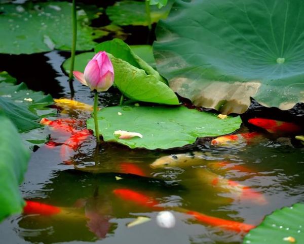 荷花鱼图片大全大图_高清荷花鱼摄影怎么拍-第1张图片-山城妙识 荷花鱼图片大全大图_高清荷花鱼摄影怎么拍-第1张图片-山城妙识