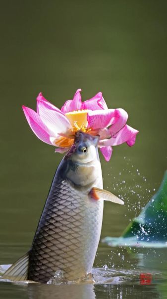 荷花鱼图片大全大图_高清荷花鱼摄影怎么拍-第2张图片-山城妙识 荷花鱼图片大全大图_高清荷花鱼摄影怎么拍-第2张图片-山城妙识
