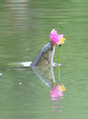 荷花鱼图片大全大图_高清荷花鱼摄影怎么拍-第3张图片-山城妙识 荷花鱼图片大全大图_高清荷花鱼摄影怎么拍-第3张图片-山城妙识