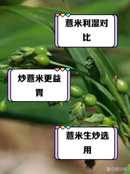 炒薏米和生薏米的区别_哪个祛湿更好-第1张图片-山城妙识