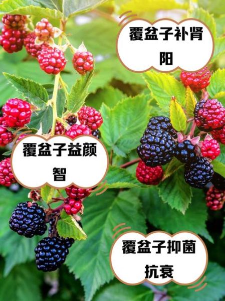 覆盆子怎么种_覆盆子种植技术详解-第1张图片-山城妙识 覆盆子怎么种_覆盆子种植技术详解-第1张图片-山城妙识