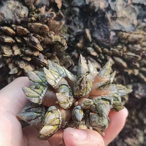 佛手螺多少钱一斤_佛手螺价格行情-第1张图片-山城妙识 佛手螺多少钱一斤_佛手螺价格行情-第1张图片-山城妙识