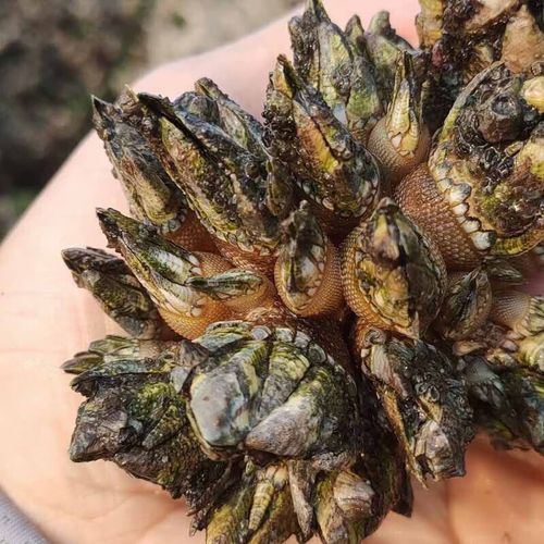 佛手螺多少钱一斤_佛手螺价格行情-第2张图片-山城妙识 佛手螺多少钱一斤_佛手螺价格行情-第2张图片-山城妙识