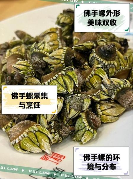 佛手螺多少钱一斤_佛手螺价格行情-第3张图片-山城妙识 佛手螺多少钱一斤_佛手螺价格行情-第3张图片-山城妙识