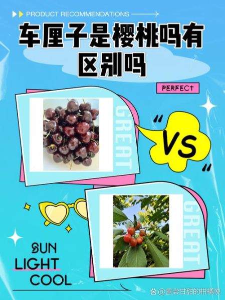 车厘子和樱桃是一样的吗_区别在哪里-第1张图片-山城妙识