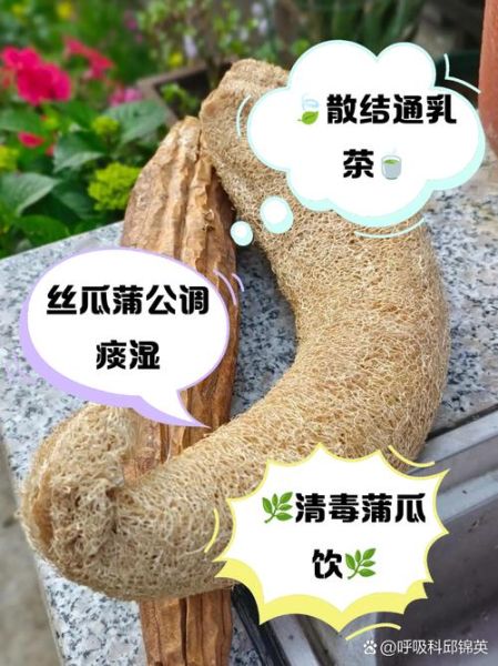 丝瓜络煮水喝的功效与作用_丝瓜络煮水喝的禁忌-第1张图片-山城妙识