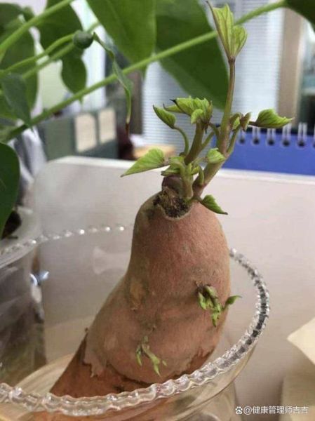 番薯发芽了还能吃吗_有毒吗-第1张图片-山城妙识