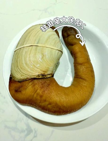 象拔蚌一样进入_象拔蚌怎么进入体内-第1张图片-山城妙识