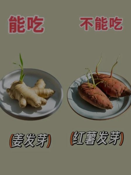 番薯发芽了还能吃吗_有毒吗-第3张图片-山城妙识
