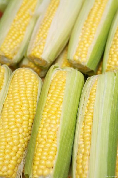 玉米图片怎么拍好看_玉米图片拍摄技巧-第2张图片-山城妙识