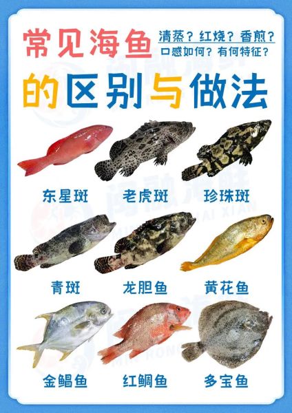 海里有哪些常见鱼_如何分辨深海鱼与浅海鱼-第1张图片-山城妙识