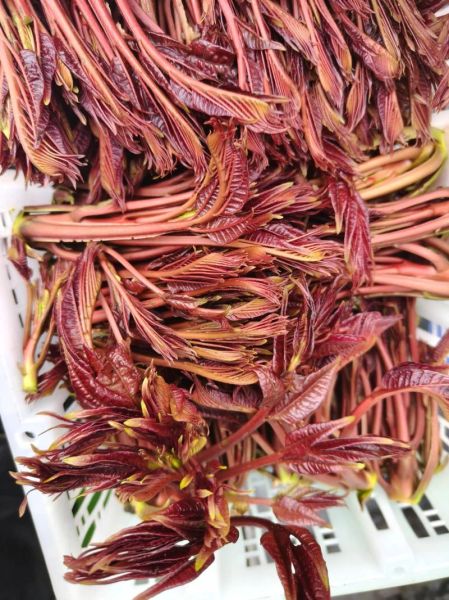 香椿芽怎么保存才新鲜_香椿芽冷藏还是冷冻好-第2张图片-山城妙识