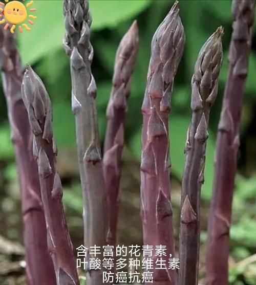 芦笋怎么种_芦笋种植技术与管理-第1张图片-山城妙识