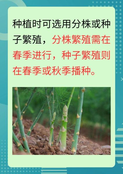 芦笋怎么种_芦笋种植技术与管理-第3张图片-山城妙识