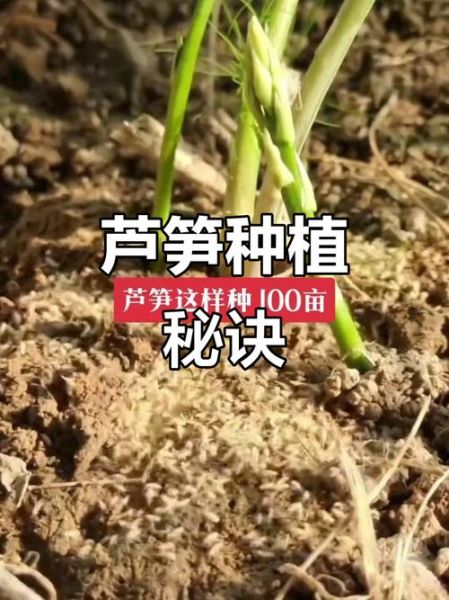 芦笋怎么种_芦笋种植技术与管理-第2张图片-山城妙识