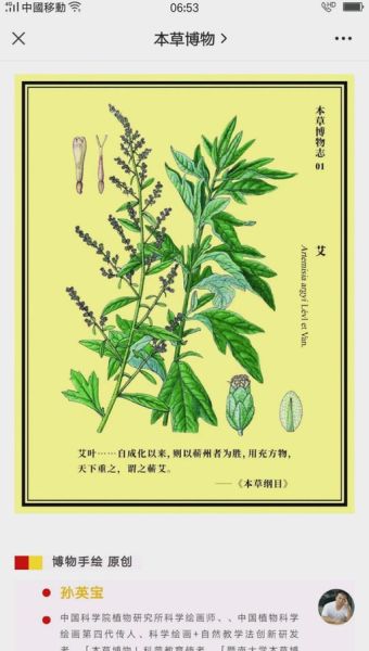 艾草图片卡通怎么画_卡通艾草简笔画教程-第3张图片-山城妙识 艾草图片卡通怎么画_卡通艾草简笔画教程-第3张图片-山城妙识