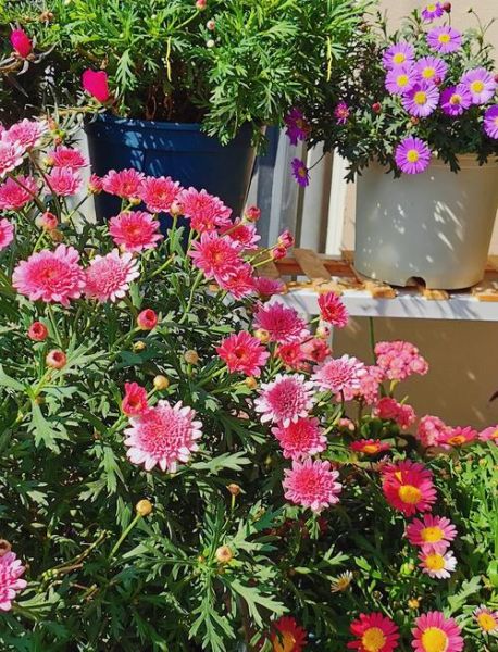 玛格丽特的春天怎么养_玛格丽特的春天花期多长-第2张图片-山城妙识