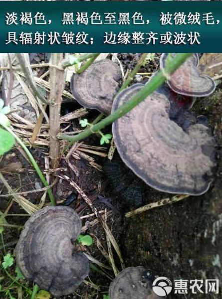 血灵芝图片真假鉴别_血灵芝功效与作用-第3张图片-山城妙识 血灵芝图片真假鉴别_血灵芝功效与作用-第3张图片-山城妙识