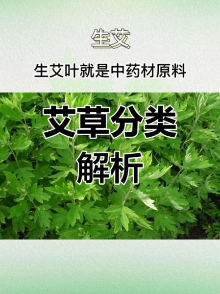 艾叶长什么样子_艾叶图片特征详解-第3张图片-山城妙识