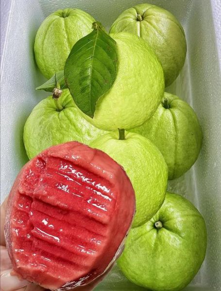 红心番石榴怎么吃_红心番石榴吃法大全-第1张图片-山城妙识