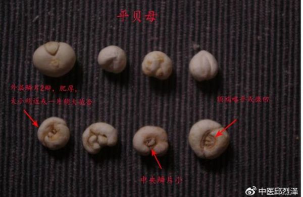 贝母怎么吃效果最好_川贝母和浙贝母吃法区别-第3张图片-山城妙识