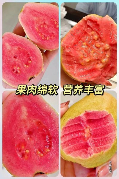 红心番石榴怎么吃_红心番石榴吃法大全-第2张图片-山城妙识