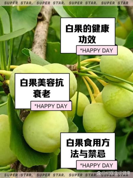 白果的功效与作用_白果的禁忌症有哪些-第2张图片-山城妙识