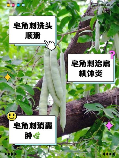 皂角刺的副作用_皂角刺的毒性有多强-第2张图片-山城妙识