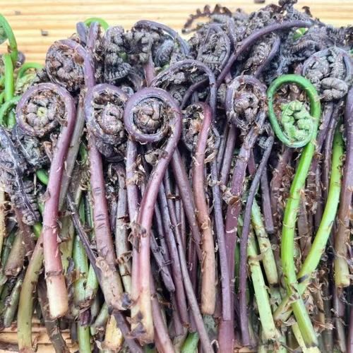 猴腿菜和蕨菜的区别_猴腿菜和蕨菜哪个好吃-第3张图片-山城妙识