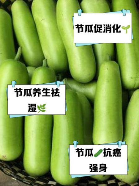 节瓜是什么季节的蔬菜_节瓜几月份最好吃-第1张图片-山城妙识