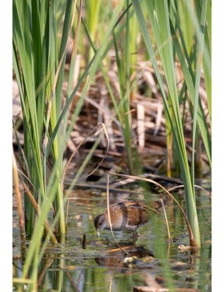野生田鸡多少钱一斤_野生田鸡价格行情-第2张图片-山城妙识