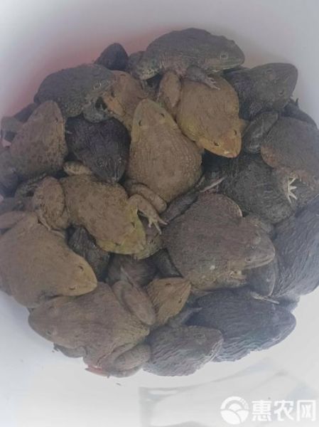 野生田鸡多少钱一斤_野生田鸡价格行情-第3张图片-山城妙识