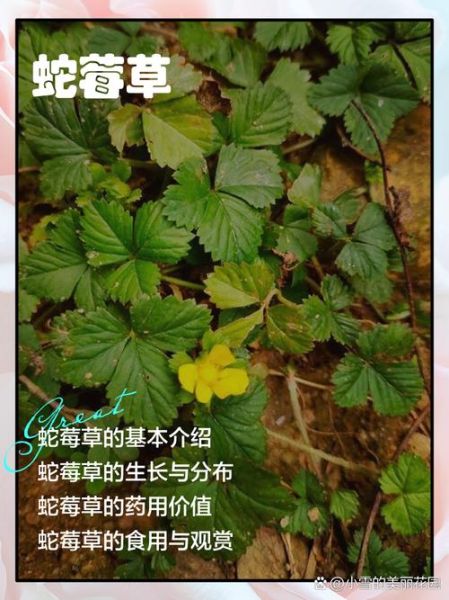 蛇莓草能吃吗_蛇莓草的功效与作用-第3张图片-山城妙识