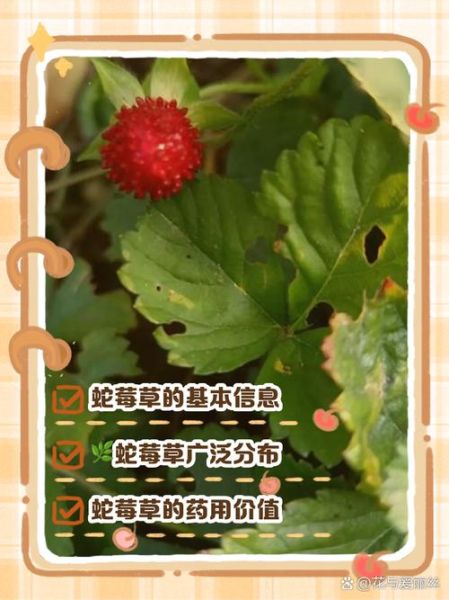 蛇莓草能吃吗_蛇莓草的功效与作用-第2张图片-山城妙识