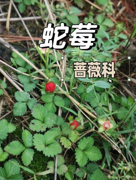 蛇莓草能吃吗_蛇莓草的功效与作用-第1张图片-山城妙识
