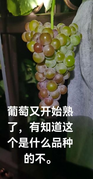 grape怎么拼写_grape的复数形式是什么-第3张图片-山城妙识 grape怎么拼写_grape的复数形式是什么-第3张图片-山城妙识