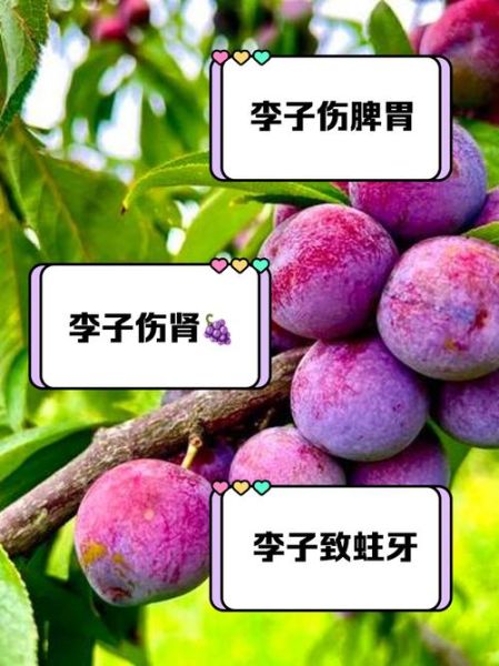 李子能减肥吗_李子吃多了有什么坏处-第1张图片-山城妙识