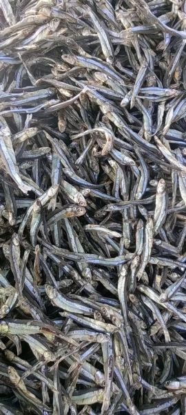 丁香鱼什么人不能吃_丁香鱼不能和什么一起吃-第3张图片-山城妙识 丁香鱼什么人不能吃_丁香鱼不能和什么一起吃-第3张图片-山城妙识