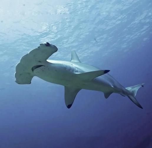 锤头鲨为什么头那么扁_锤头鲨视力范围有多远-第1张图片-山城妙识