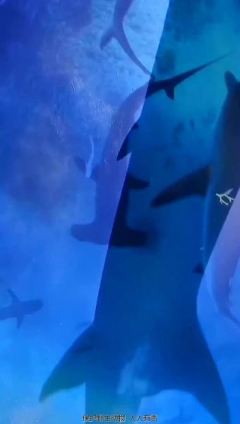 锤头鲨为什么头那么扁_锤头鲨视力范围有多远-第2张图片-山城妙识